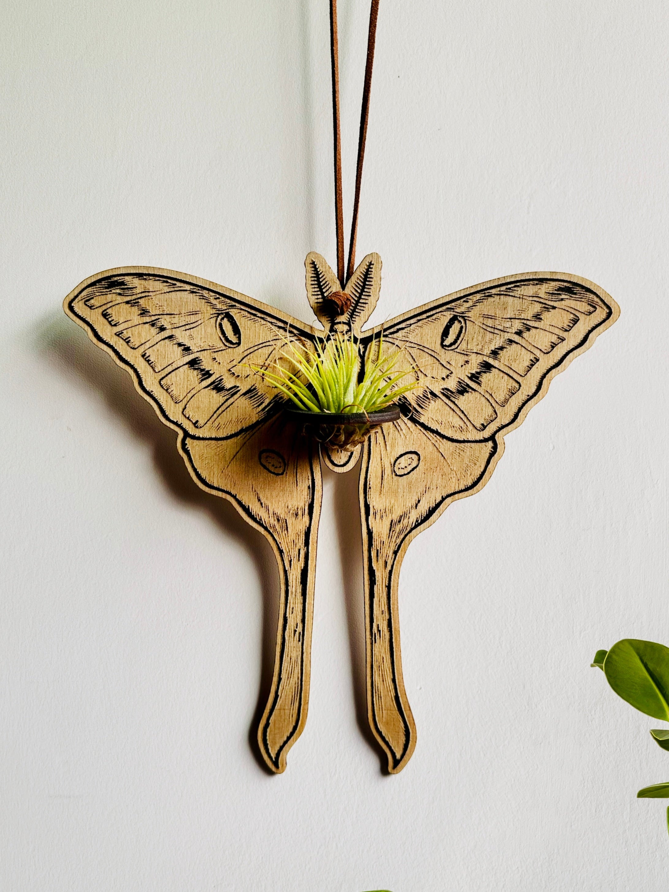 Luna Moth Air Plant Hanging: Laser Cut & Engraved Wood Wall Decor ...